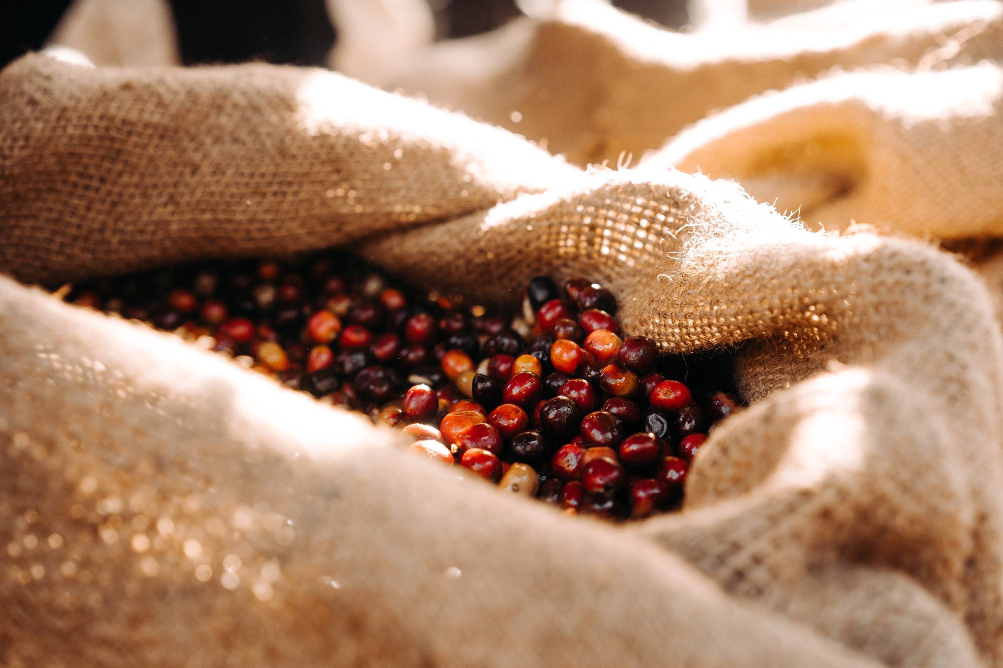 How is coffee grown? Sustainable coffee farming methods | Coffee Circle