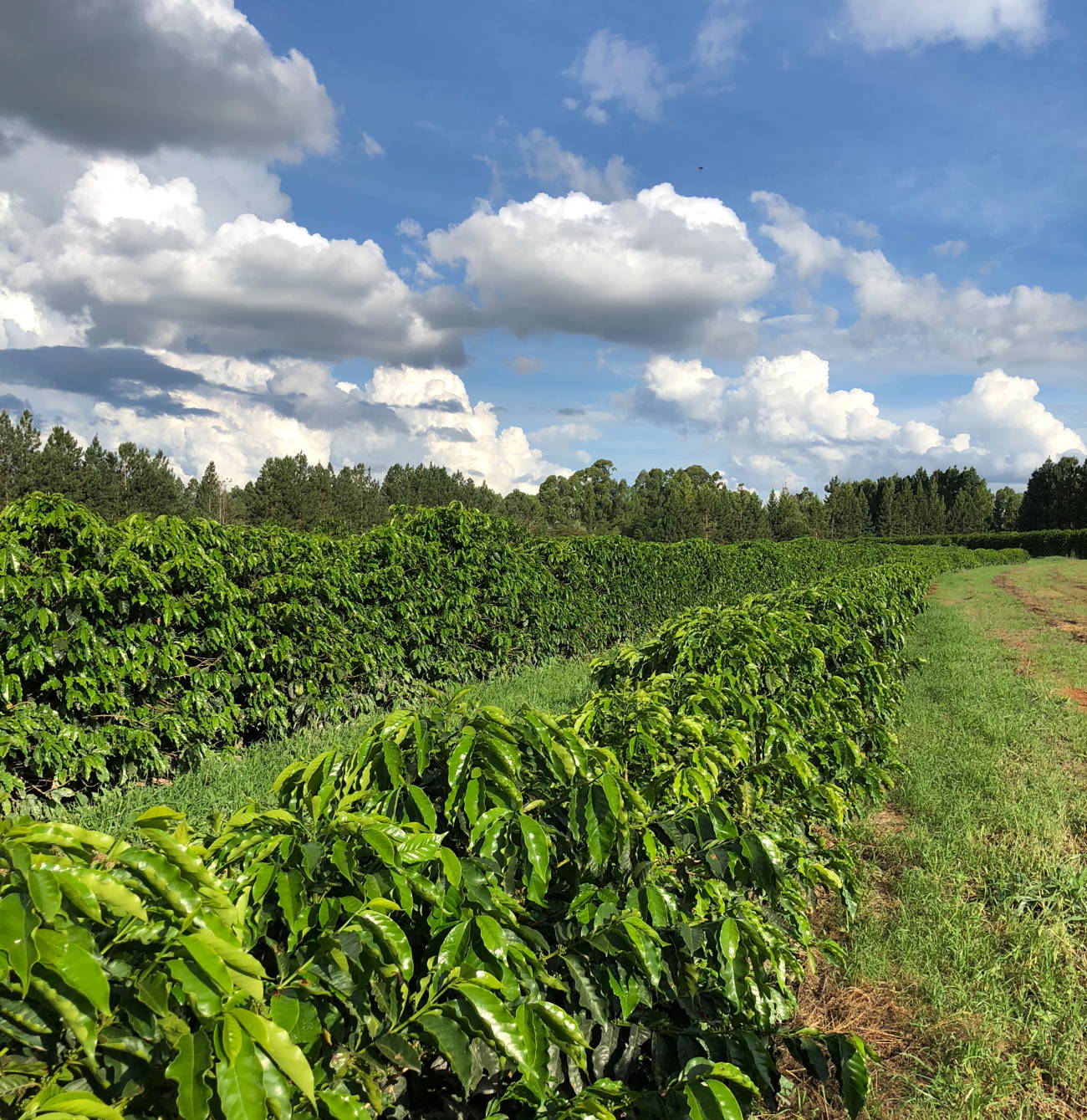 Cerrado brasilianischer Omniroast Kaffee online kaufen | Coffee Circle