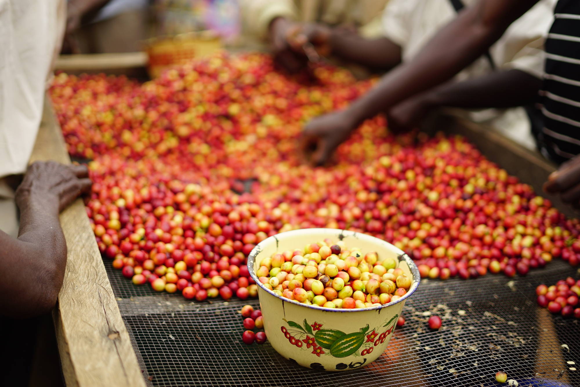 Increasing coffee quality for 1,521 farmers in D.R. Congo | Coffee Circle