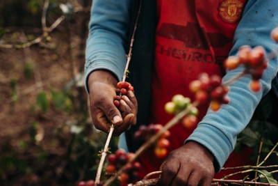 How is coffee grown? Sustainable coffee farming methods | Coffee Circle
