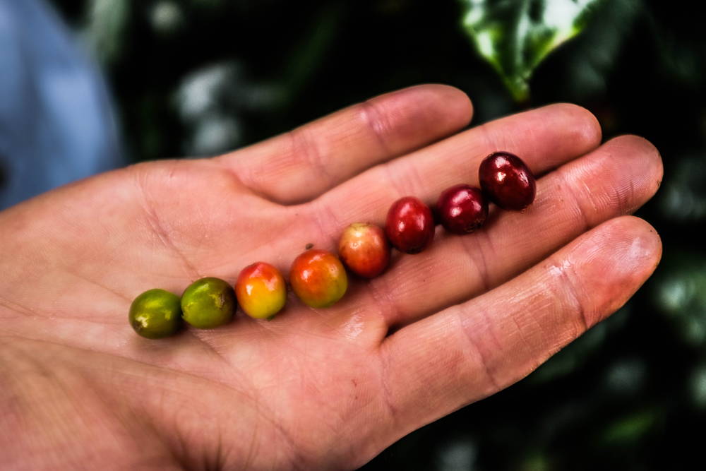 Die Ernte von Kaffee | Coffee Circle