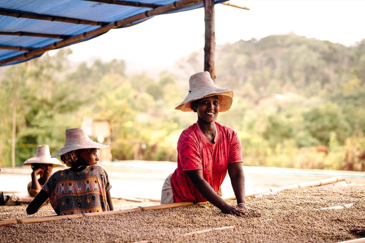 Die Herkunft von Kaffee und seine Geschichte | Coffee Circle