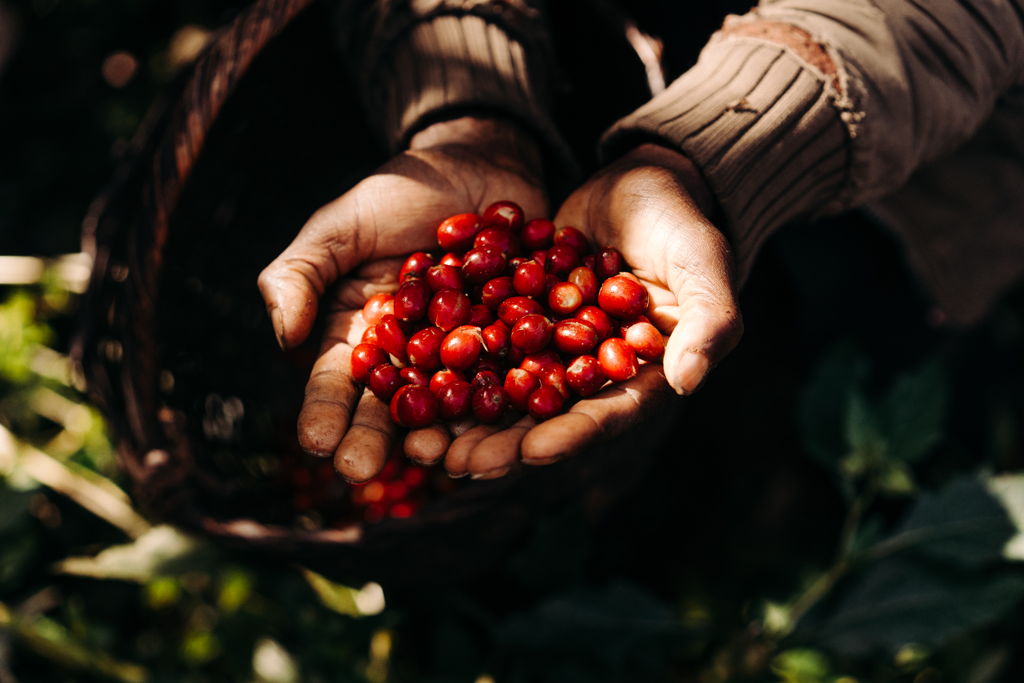 Education and quality training for 10,000 coffee farmers in Ethiopia ...