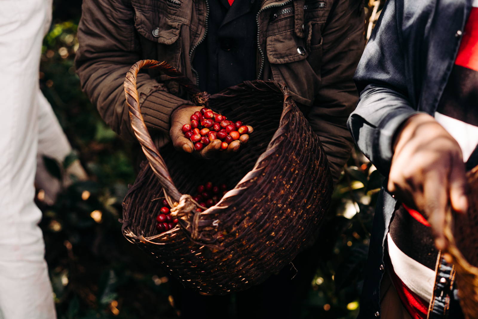 Die Ernte von Kaffee | Coffee Circle