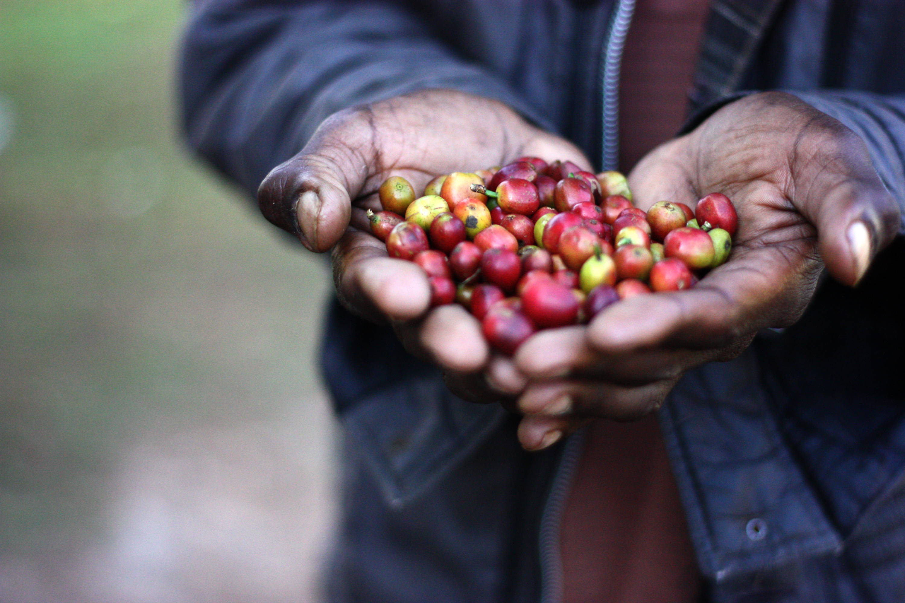 Die Geschichte und Tradition von Kaffee | Coffee Circle