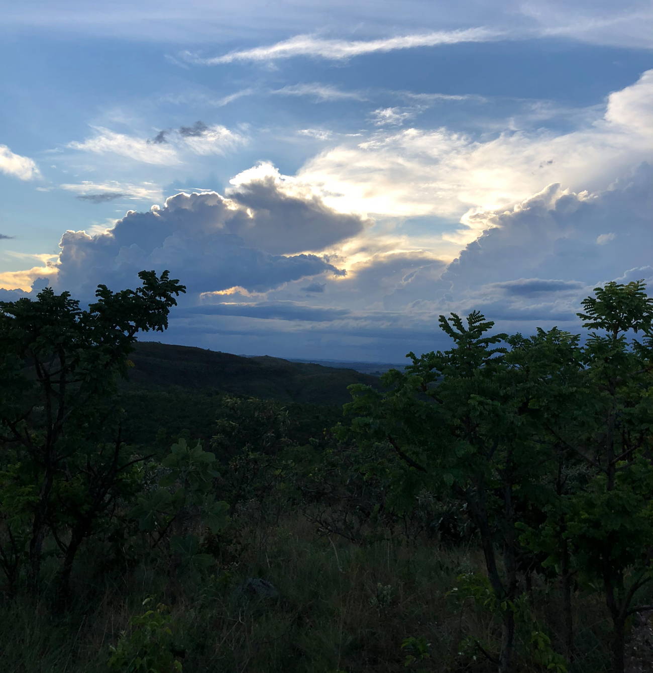 Cerrado brasilianischer Omniroast Kaffee online kaufen | Coffee Circle